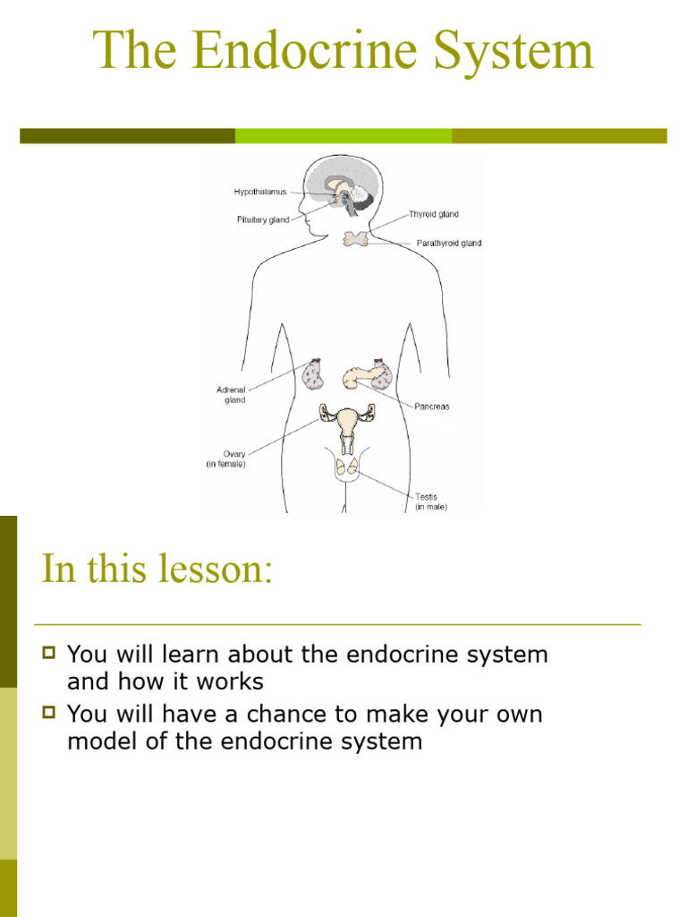 Endocrine System | PDF | Endocrine System | Hormone