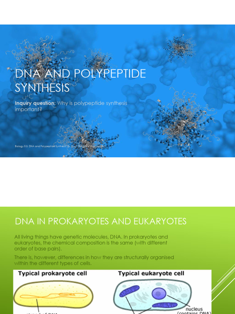 PDF Module 5.3. DNA and Polypeptide Synthesis | Download Free PDF ...