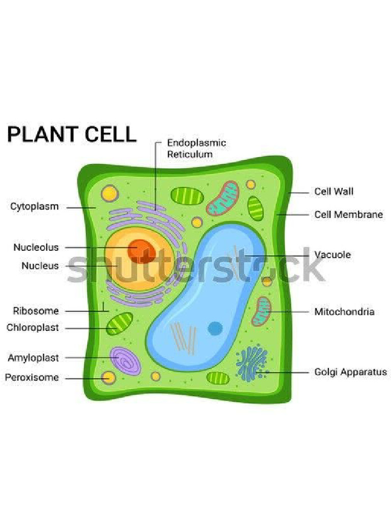 Animal And Plant Cell Pdf
