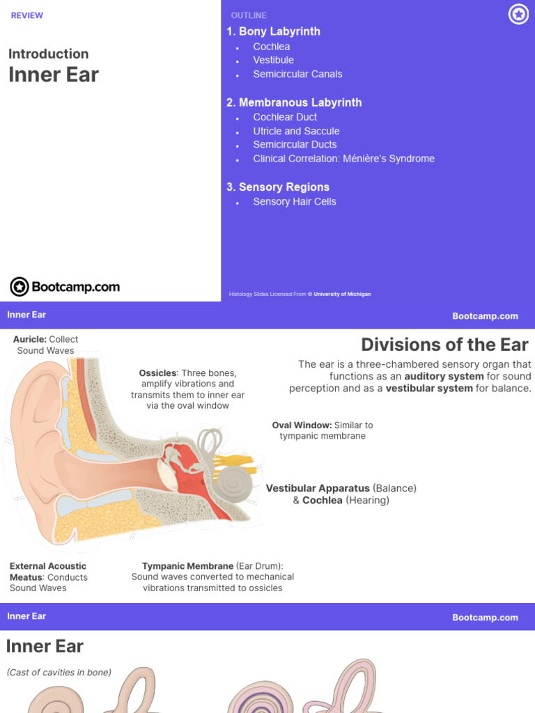 Chapter 15 Ears | PDF | Ear | Vestibular System