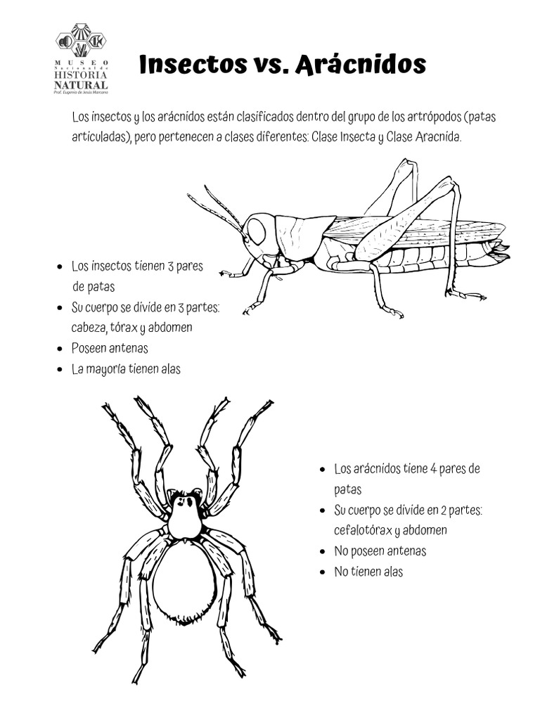 Insectos vs. Aracnidos | PDF