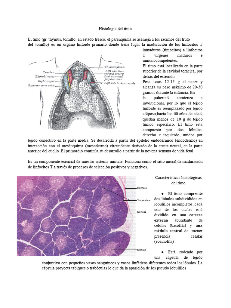Histología del Timo y sus Funciones | PDF | Timo | Linfocitos