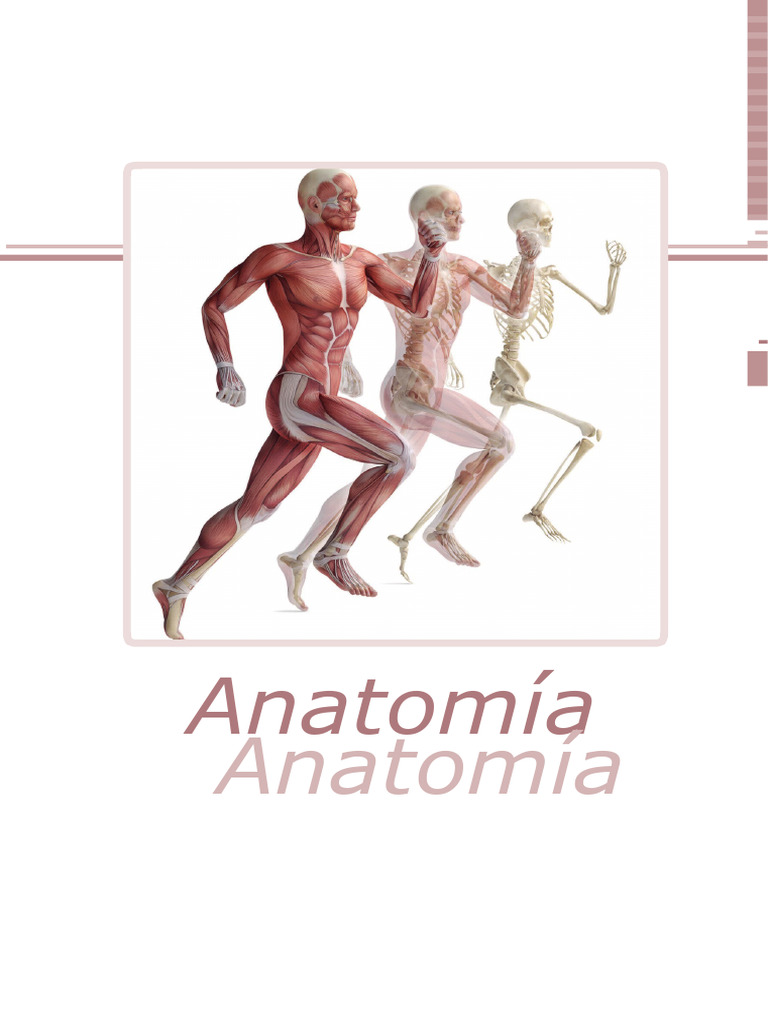 Anatomía 2 | PDF | Anatomía | Abdomen
