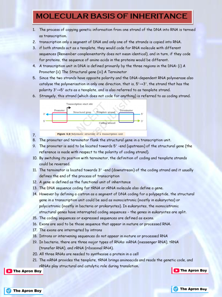 Molecular Basis of Inheritance 2 | PDF | Translation (Biology) | Operon
