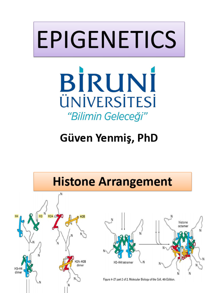 Epigenetics | PDF | Histone | Dna Methylation