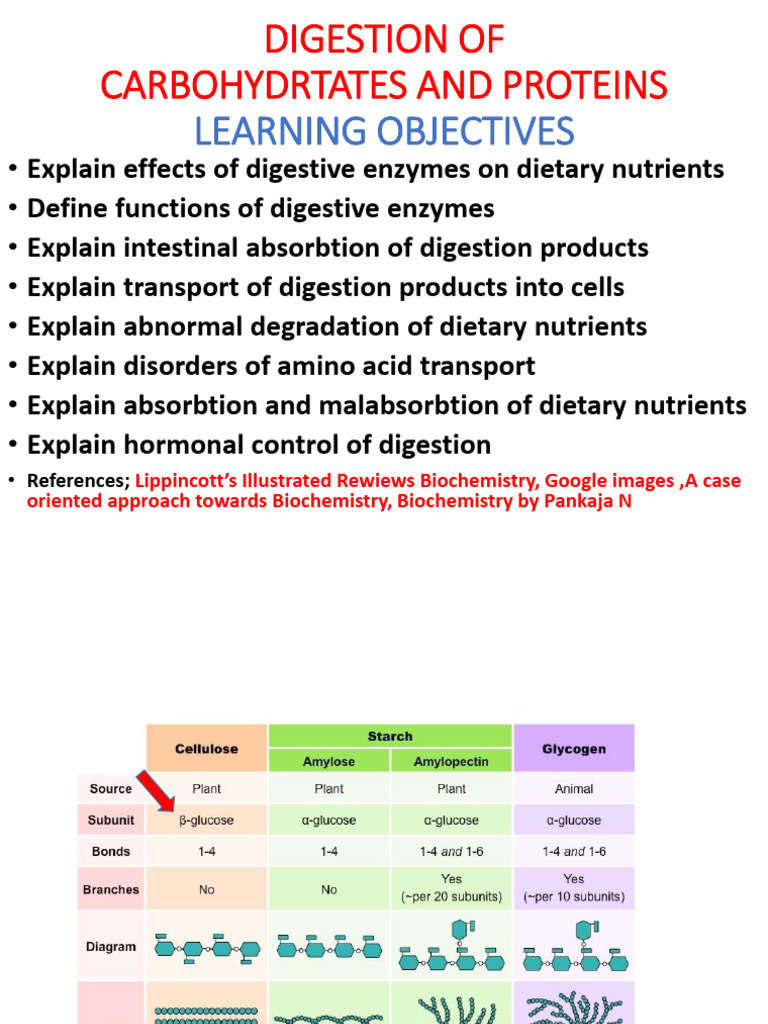 Digestion of Carbohydrates @proteins | PDF | Proteolysis | Trypsin