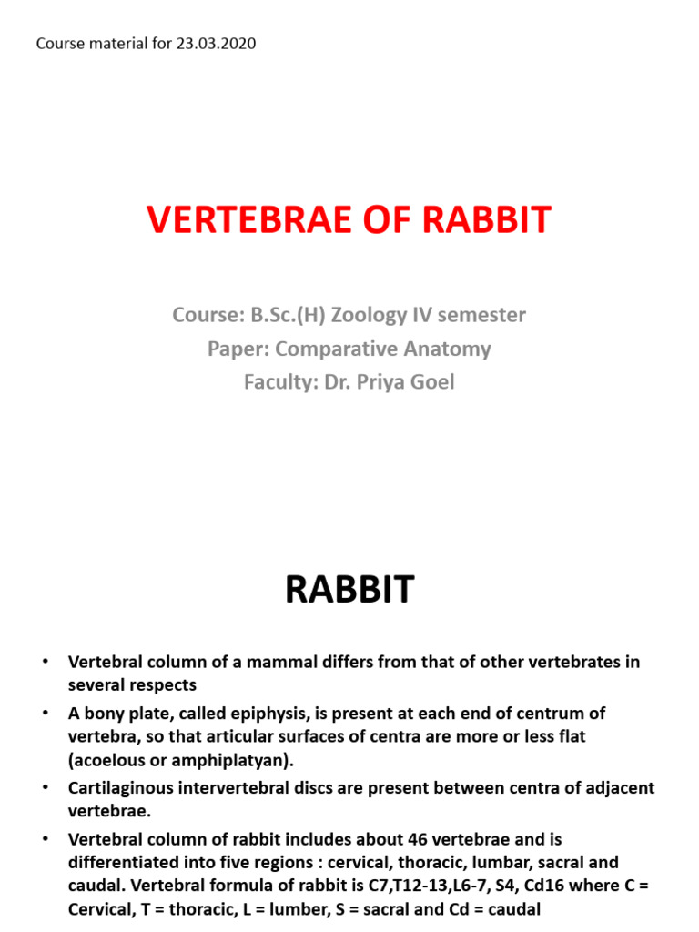 Rabbit Vertebrae Anatomy Guide | PDF | Vertebra | Vertebral Column