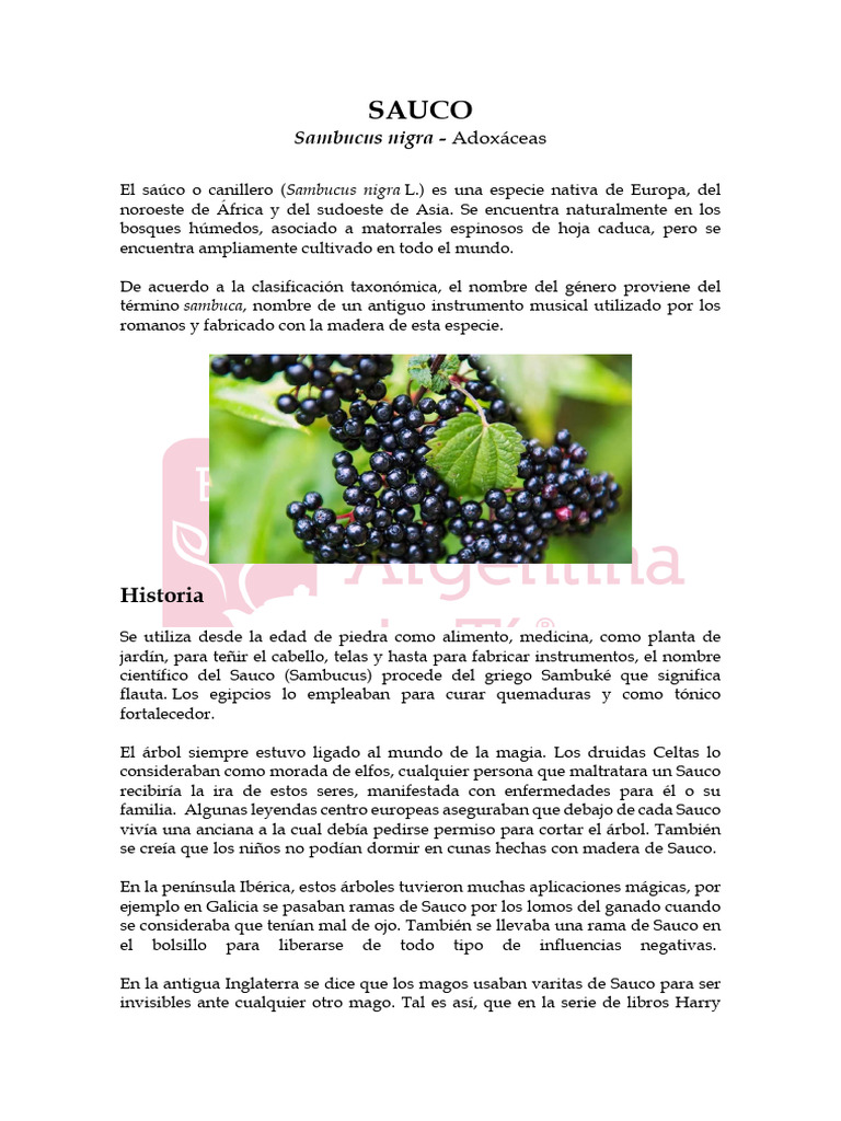 Beneficios y Usos del Saúco (Sambucus nigra) | PDF | Resfriado comun ...