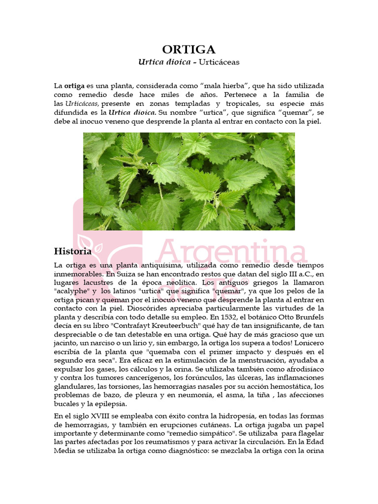 Planta Ortiga | PDF