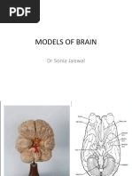 Lateral Sagittal View Sheep Brain | PDF | Cerebrum | Thalamus