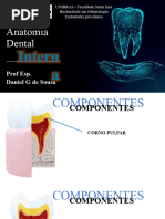 Anatomia Interna do Dente 46 | PDF | Dente humano | Áreas da odontologia