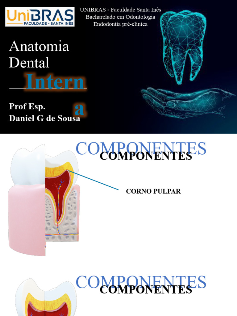 Anatomia Interna dos Dentes e Canais | PDF | Dente humano | Áreas da ...