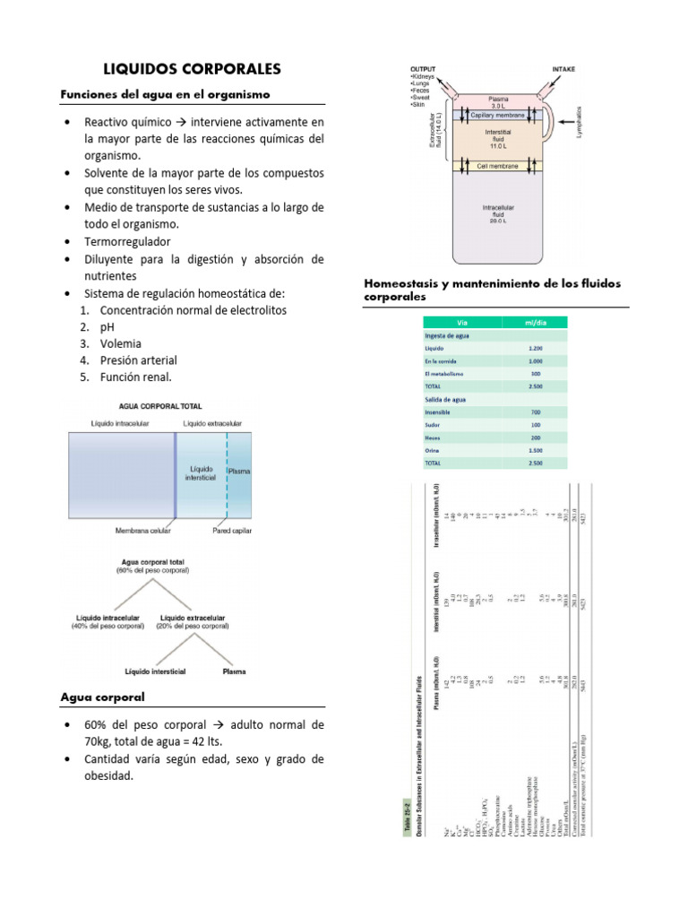 Funciones y Organización de Líquidos Corporales | PDF | Química ...