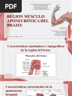 Anatomía del Brazo: Estructura y Función | PDF | Codo | Extremidades ...