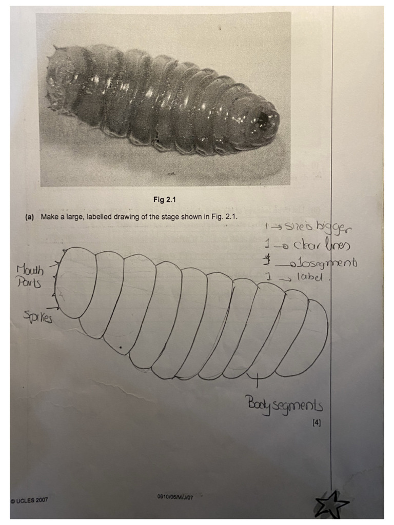 Drawing Papers 6 | PDF