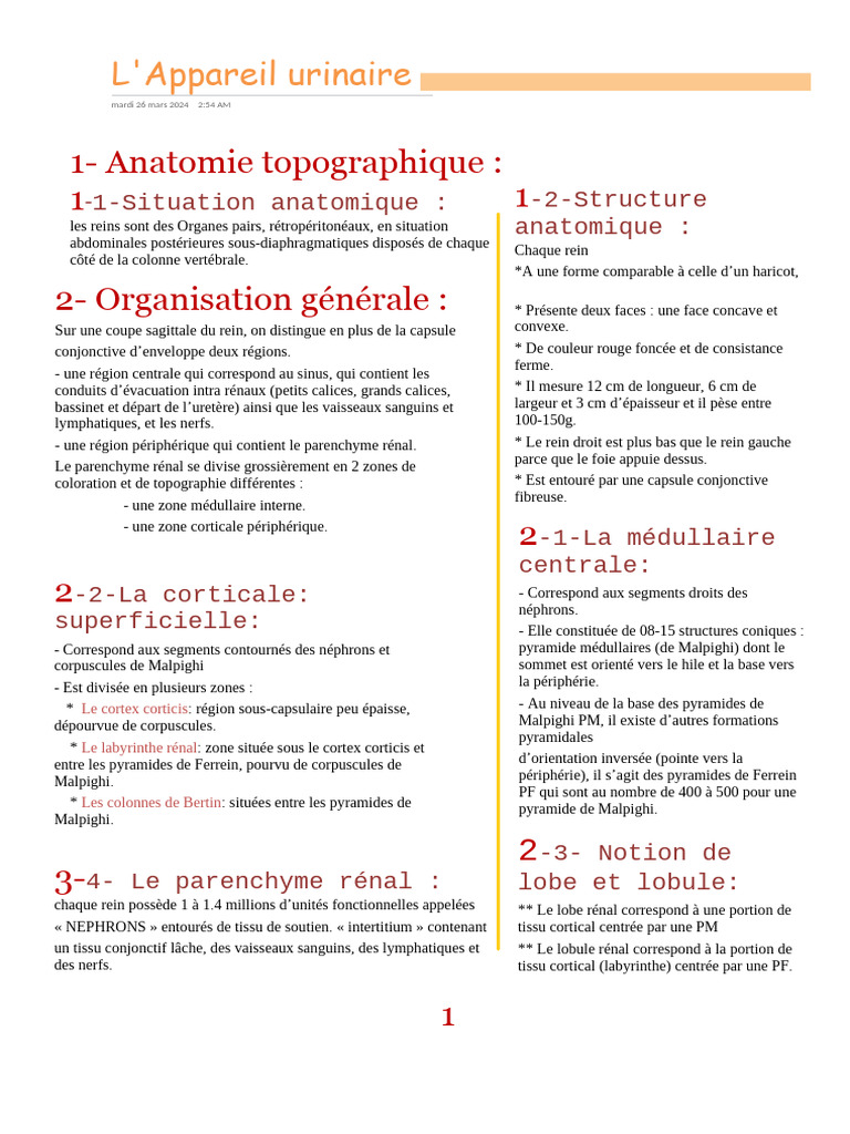 Anatomie des corpuscules de Malpighi | PDF | Rein | Système génito-urinaire
