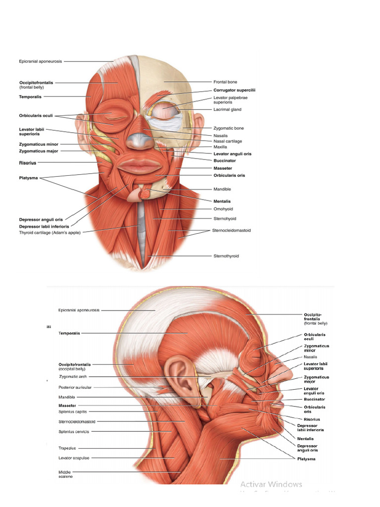 Morfo Anatomia Muscular | PDF