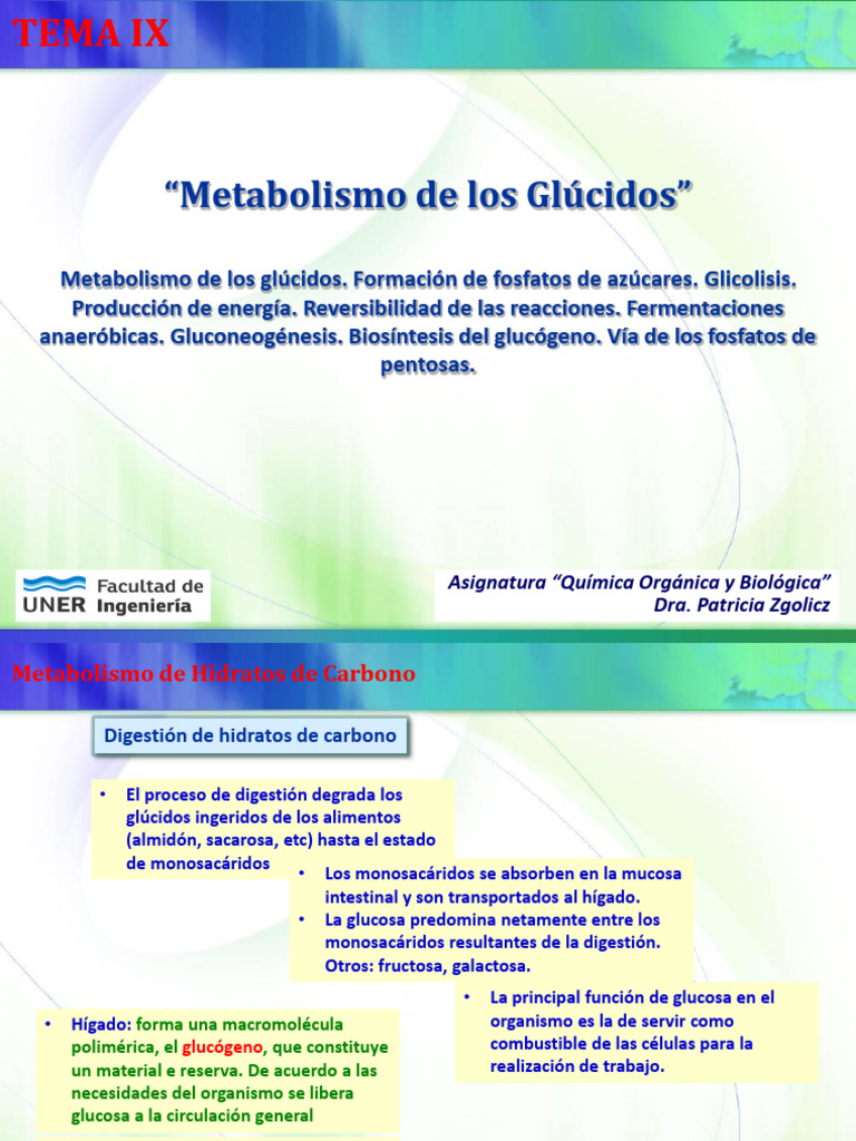 Metabolismo de Glúcidos y Energía | PDF | Digestión | Glucólisis