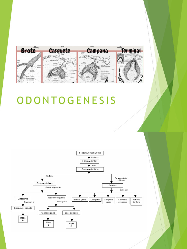 Odontogenesis | PDF | Epitelio | Anatomía