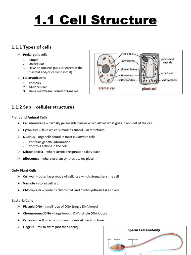 1.1 Cell Structure | Download Free PDF | Cell (Biology) | Eukaryotes