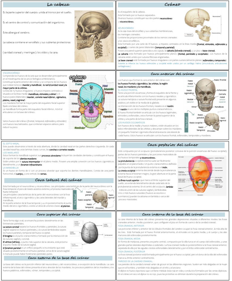 Anatomia Cabeza | PDF | Cráneo | Cabeza y cuello humanos
