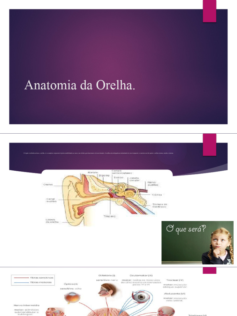 Anatomia Orelha - Aula 1 | PDF | Orelha | Sistema vestibular