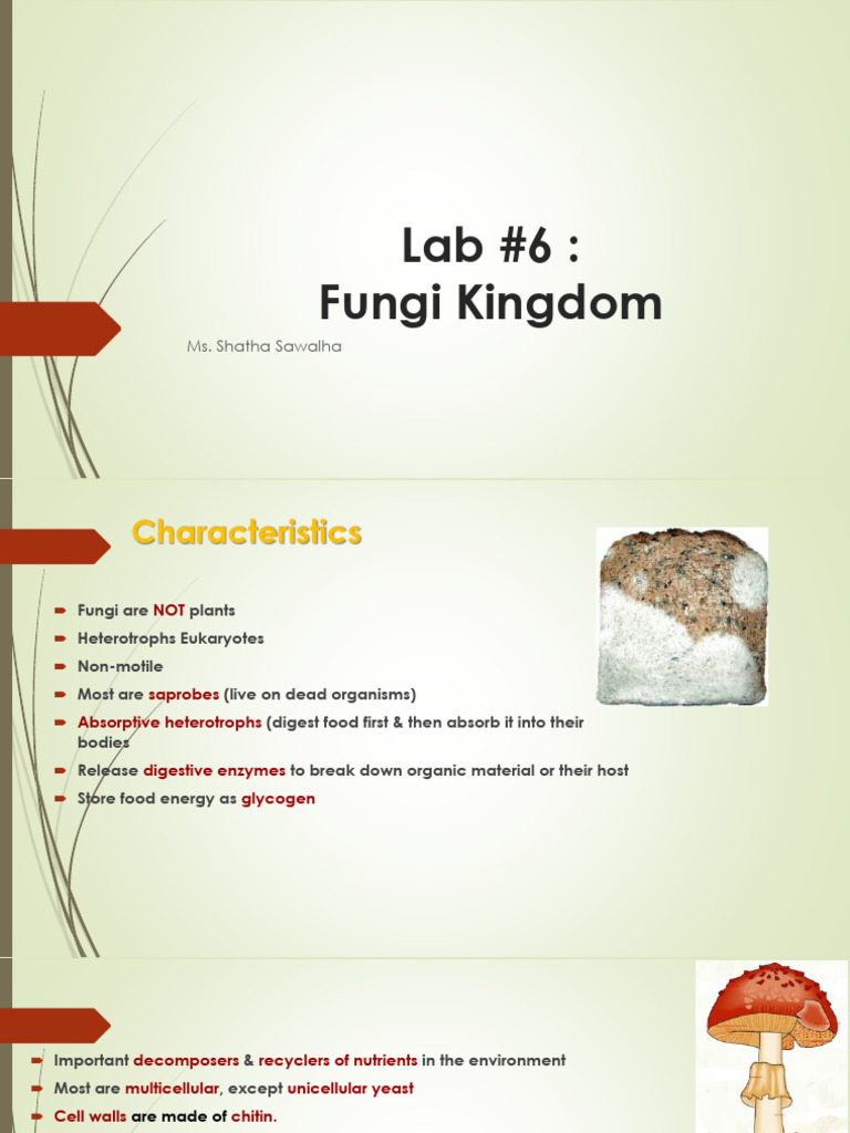 Fungi Lab 6 | PDF | Fungus | Sexual Reproduction