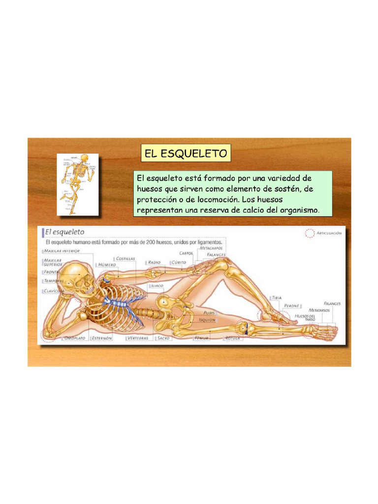 Huesos-EL ESQUELETO | PDF