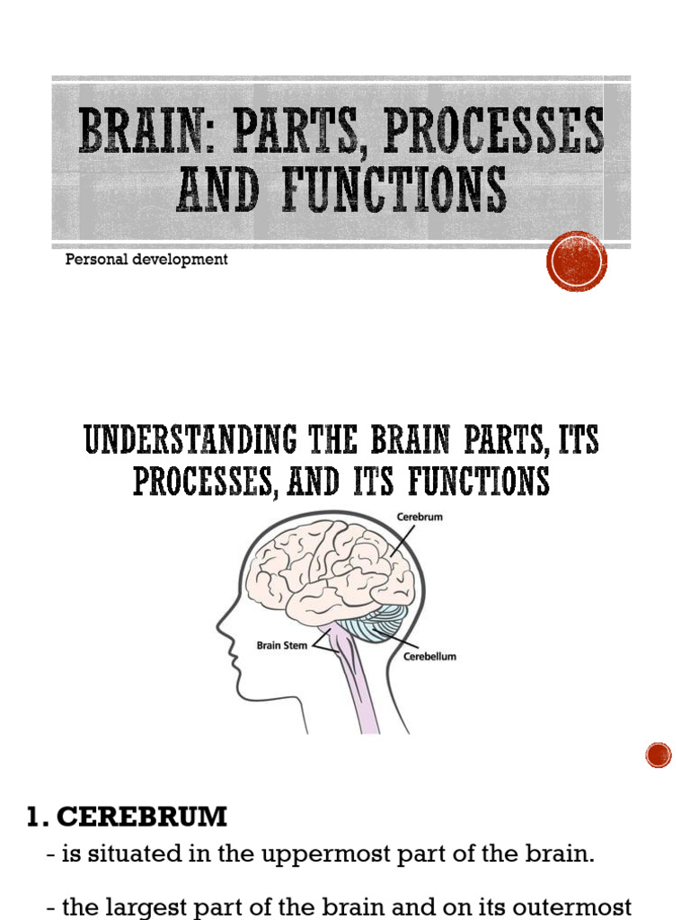 Brain Parts, Process, and Functions | Download Free PDF | Cerebrum | Brain