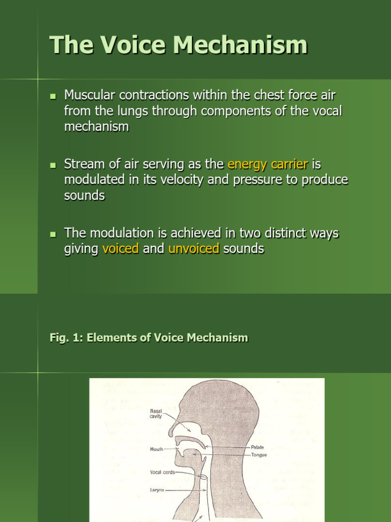 Understanding the Voice Mechanism | PDF | Human Voice | Human Throat