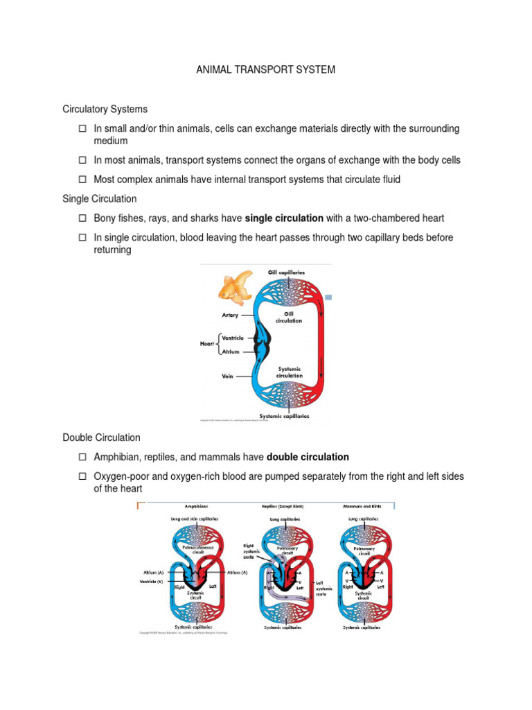 Biology - Animal Transport | PDF