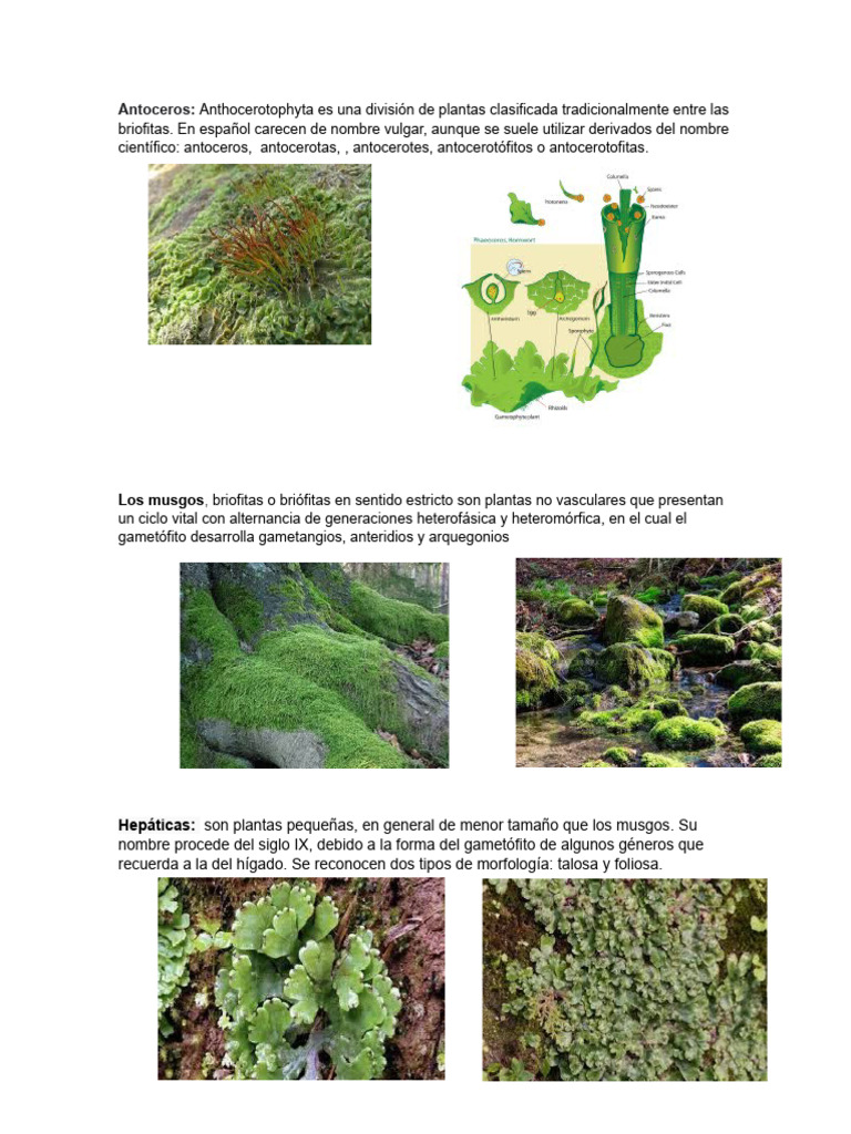 Tipos Y Ciclo De Vida De Antoceros Pdf