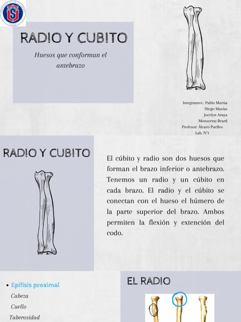 Radio y Cubito | PDF | Codo | Anatomía