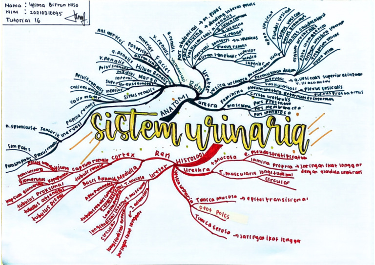 Iqlima Birrun Nisa - 20210310095 - Tugas Tutorial Skenario 3 BLOK 7 | PDF