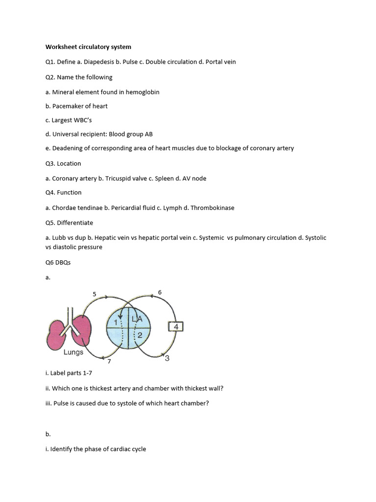 Circulatory System Worksheet | PDF | Art | Technology & Engineering
