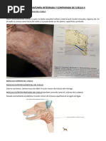 Musculos Intrinsecos y Extrinsecos Del Dorso | PDF | La columna ...