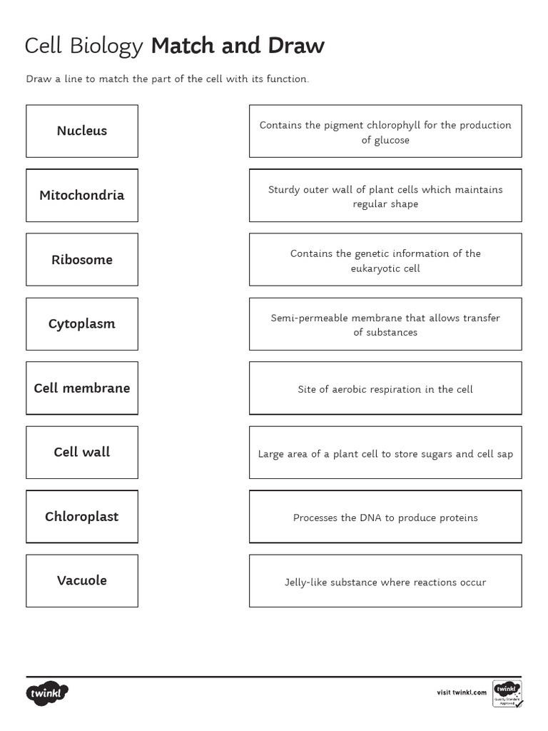 Cell Biology Match and Draw | PDF