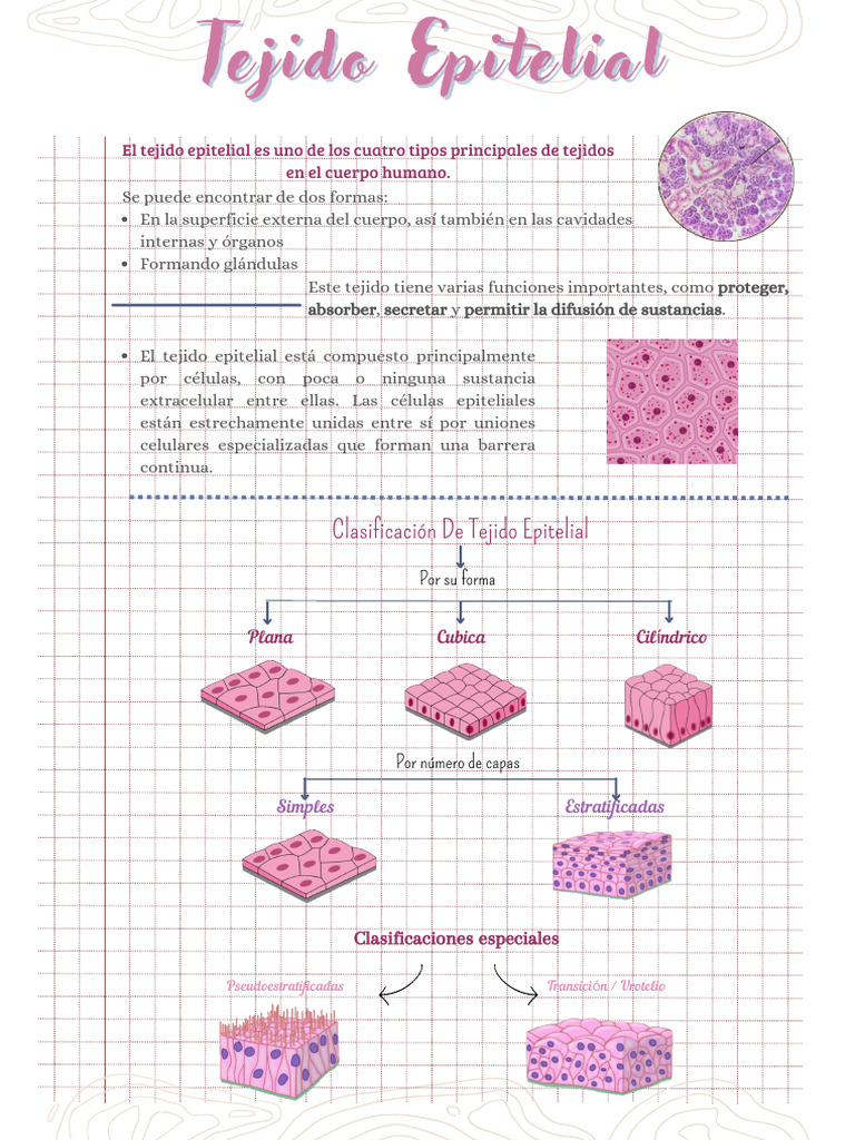 Tejido Epitelial | PDF | Epitelio | Histología