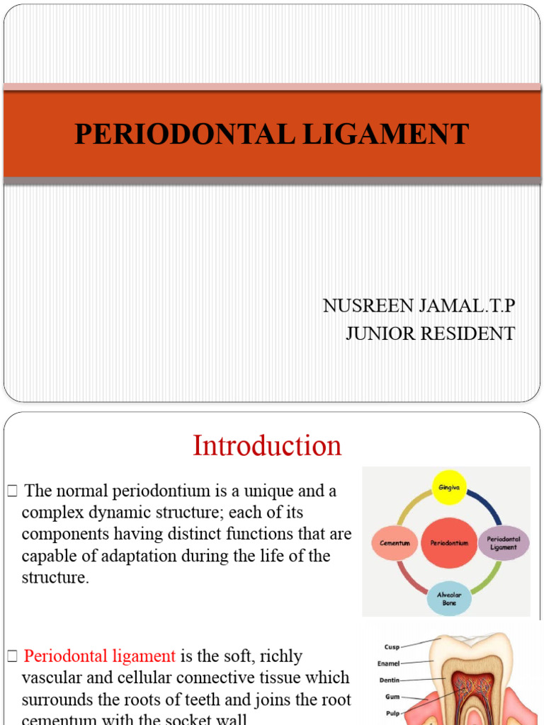 Semina 2periodontal Ligament NUS | PDF | Human Tooth | Extracellular Matrix