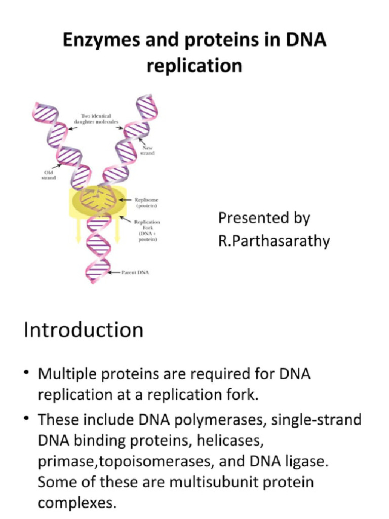 DNA Replication | PDF