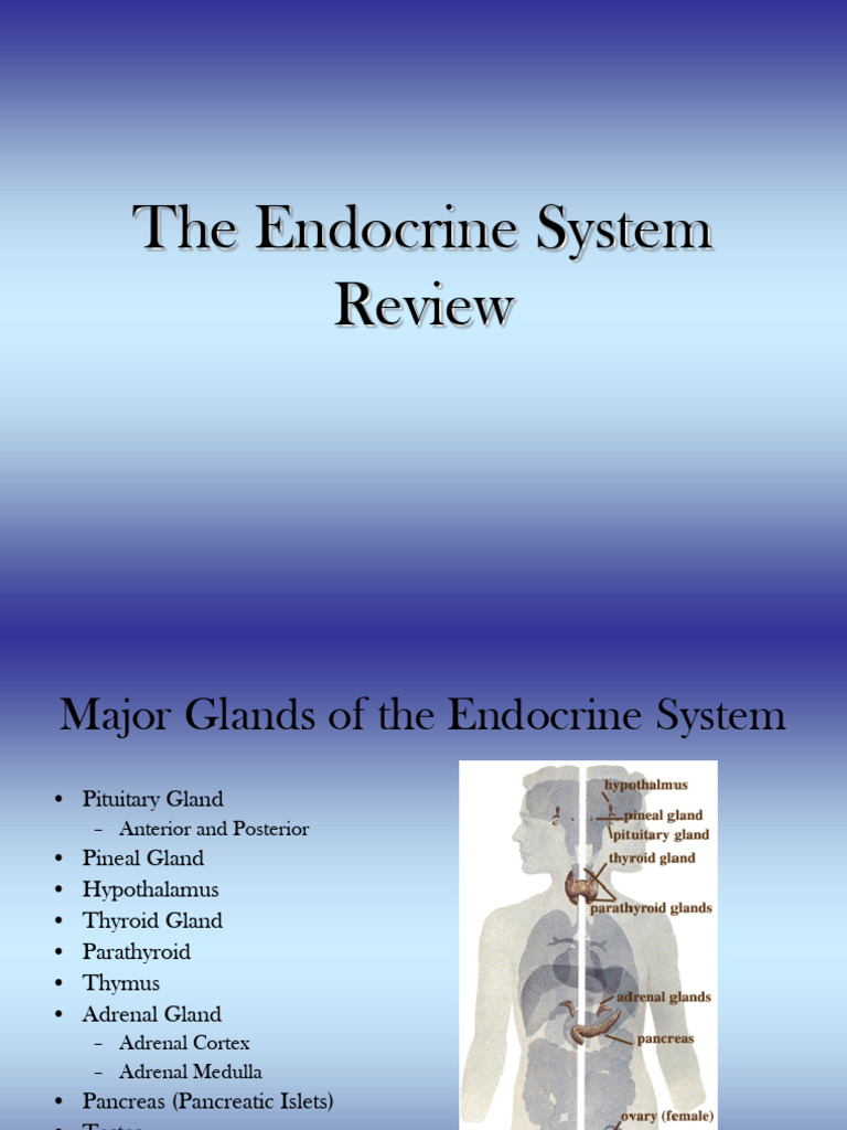 The Endocrine System Glands | PDF | Endocrine System | Adrenal Gland