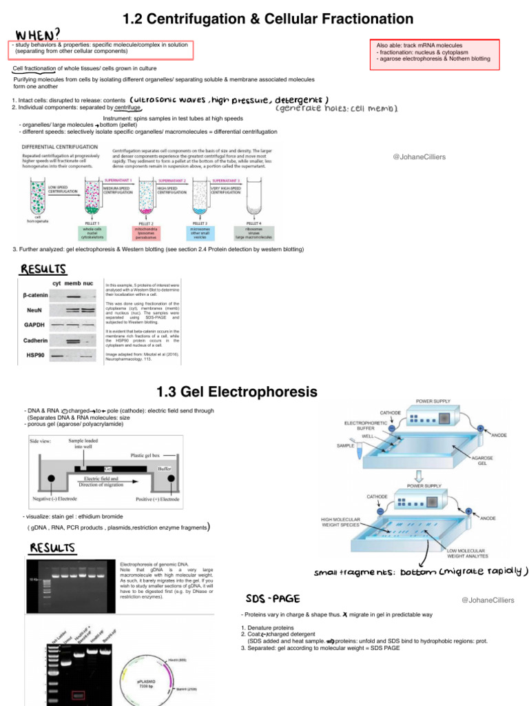 Extra | PDF | Gel Electrophoresis | Molecular Cloning