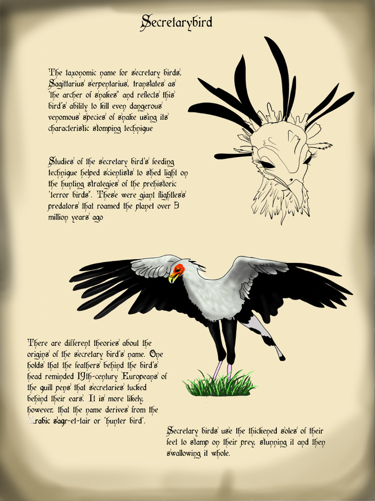 Bird | PDF