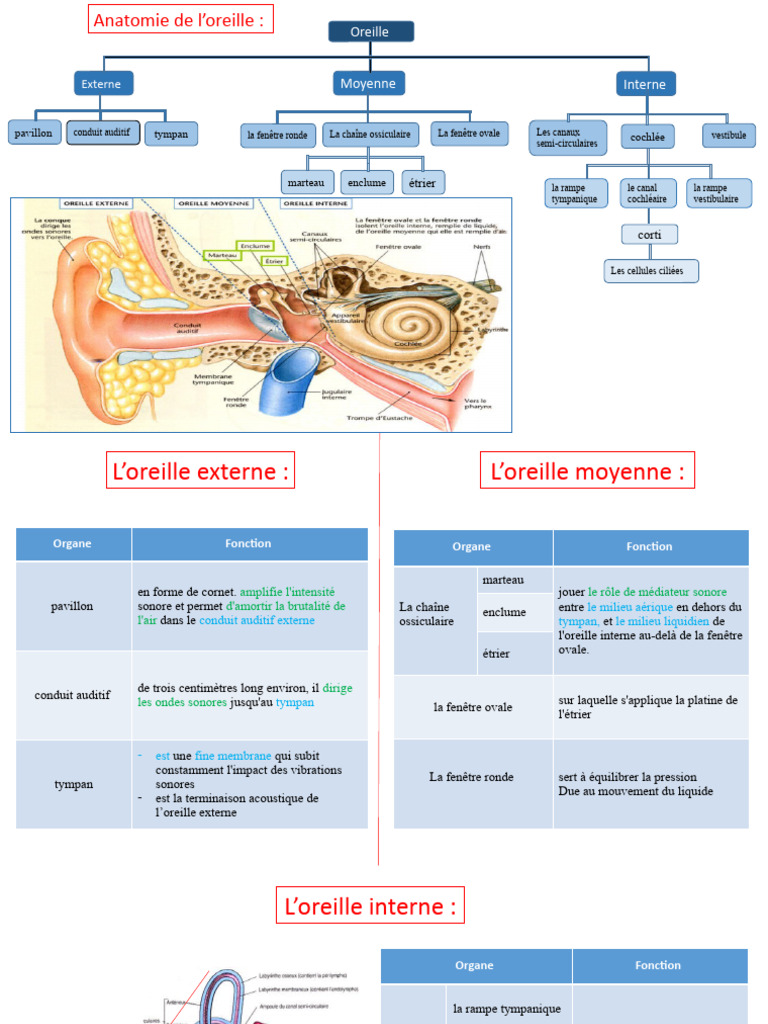 Anatomie | PDF | Système auditif | Oreille