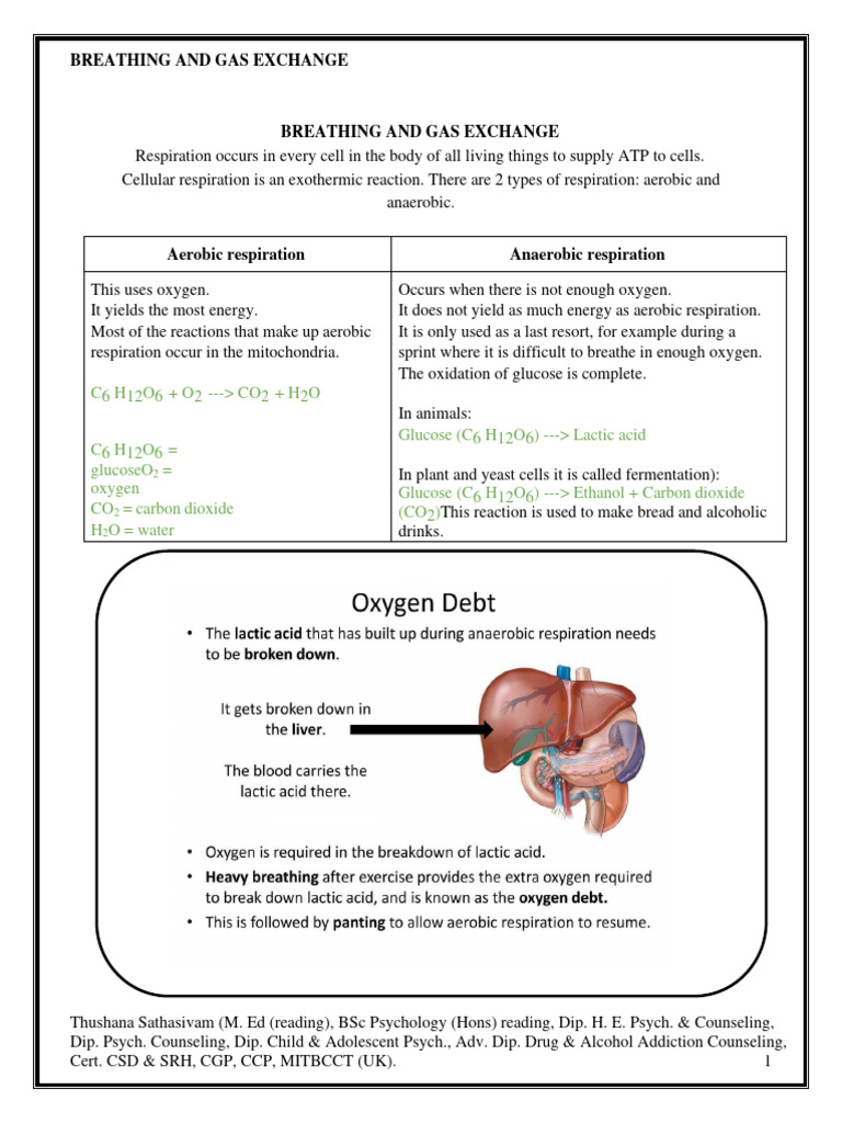 Breathing and Gas Exchange - NOTES | PDF | Cellular Respiration | Breathing