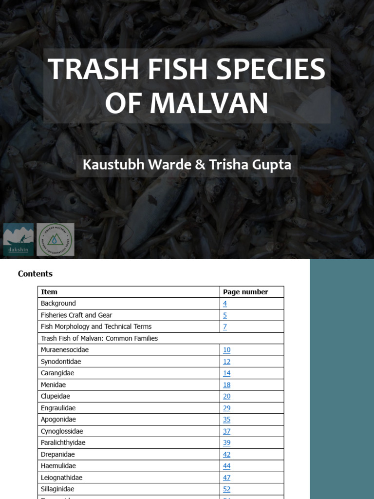 Common Trash Fish Species in Malvan | PDF | Trawling | Fish