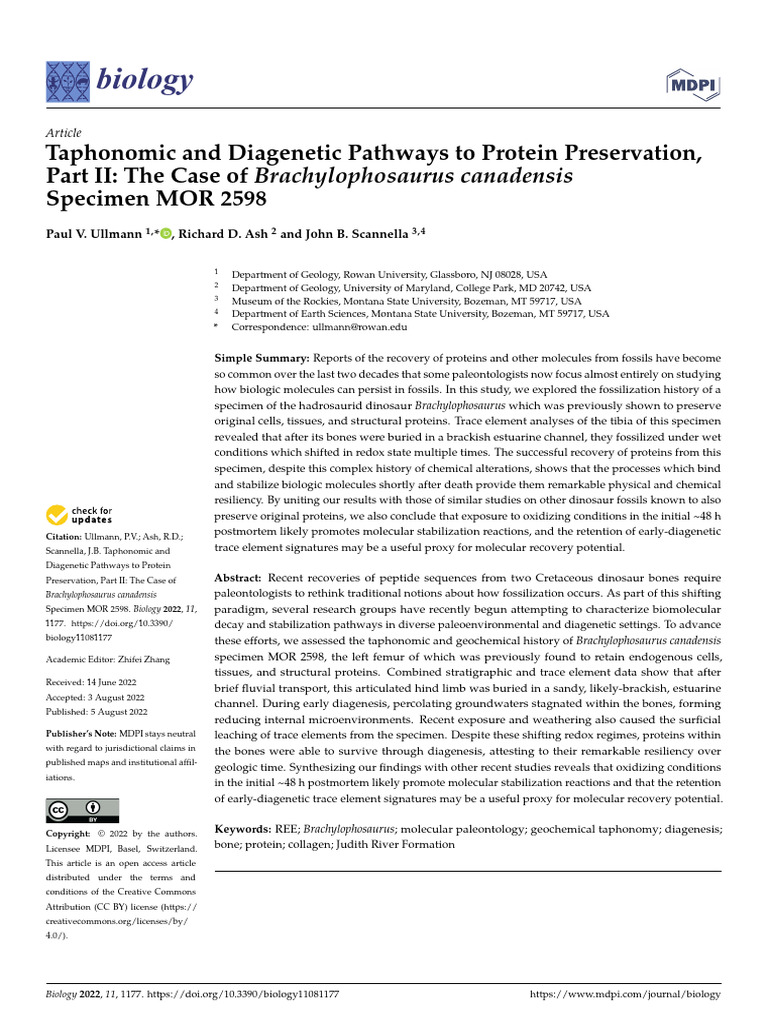 Taphonomic and Diagenetic Pathways To Protein Preservation II | PDF ...