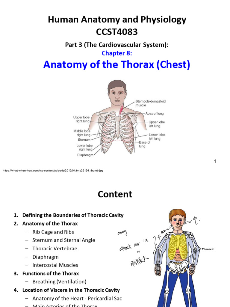 8 Anatomy of Thorax PDF | PDF | Thorax | Anatomy