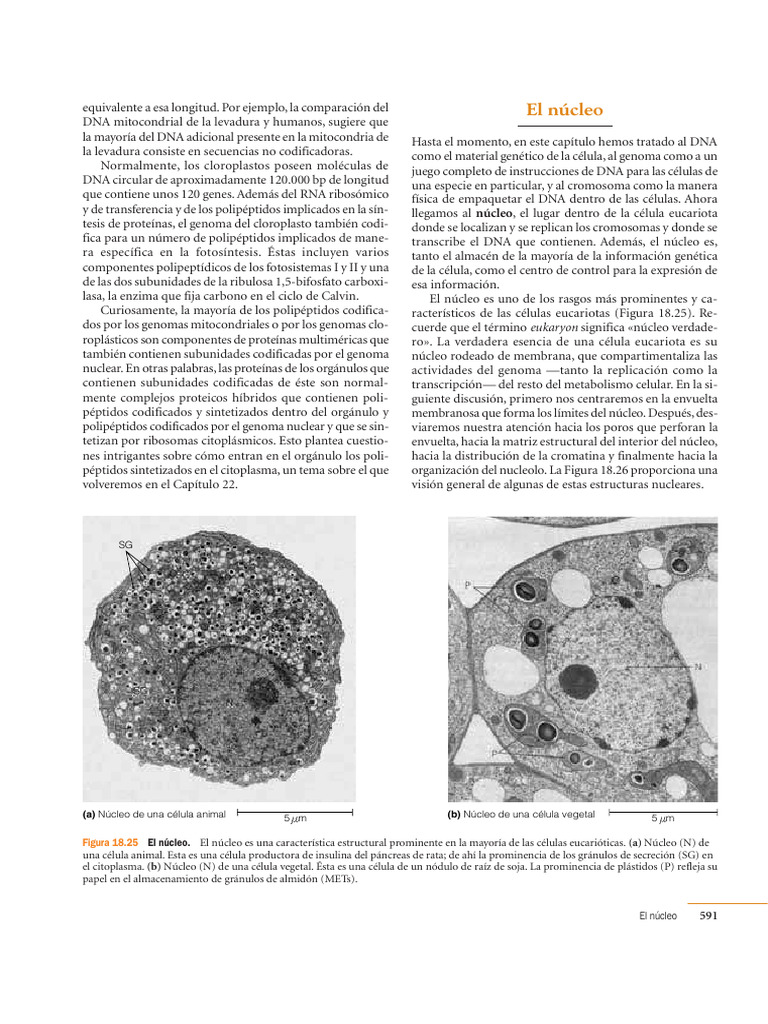 7) Cap. Libro - Núcleo Celular | PDF