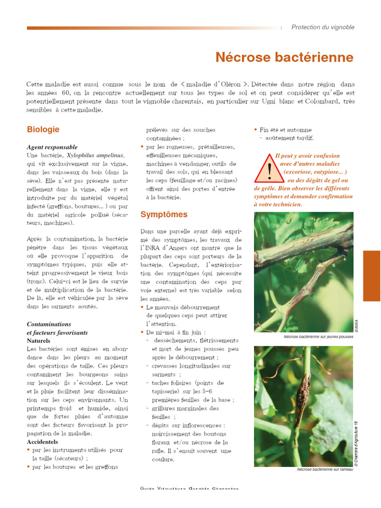 Nécrose bactérienne de la vigne | PDF | Bactérie | Greffe (botanique)
